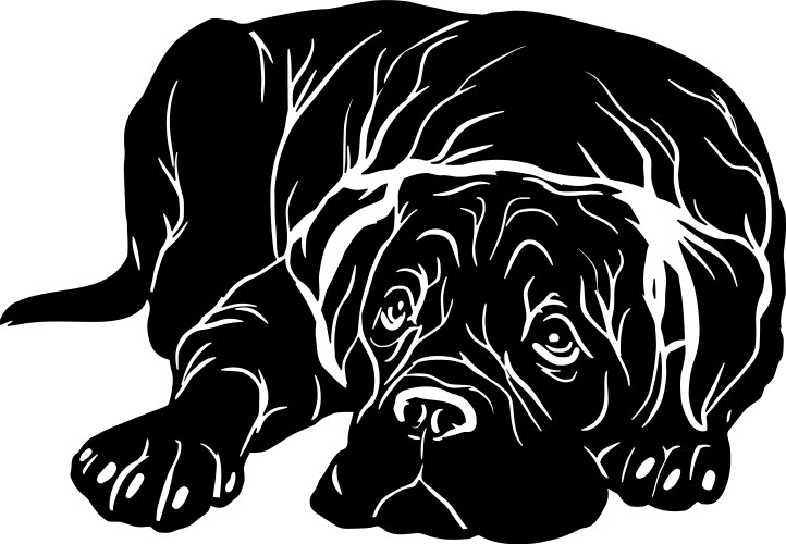 Cane Corso Dog Vector Images (over 720)