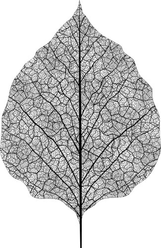 Free Leaf Vector Images (over 73,000)
