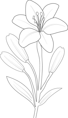 Lily flower drawing simple easy lili draw Vector Image