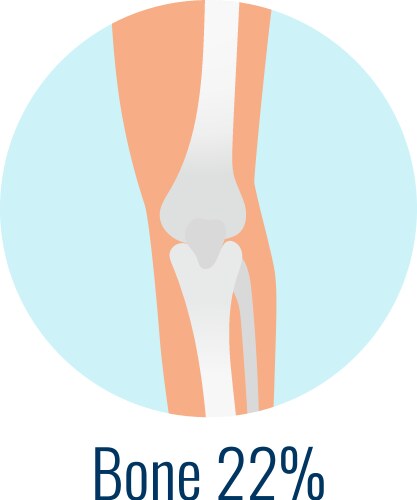 Different human bones Royalty Free Vector Image