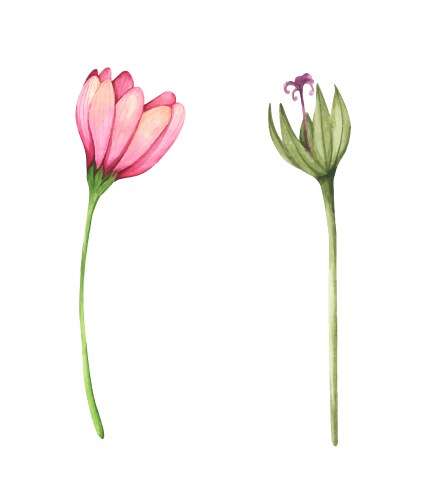 Watercolor wildflower collection botanical spring Vector Image