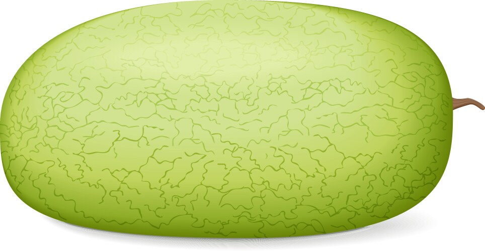 Tongkat Ali Vector Images (6)