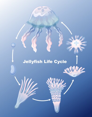 Jellyfish life cycle for kids education Royalty Free Vector