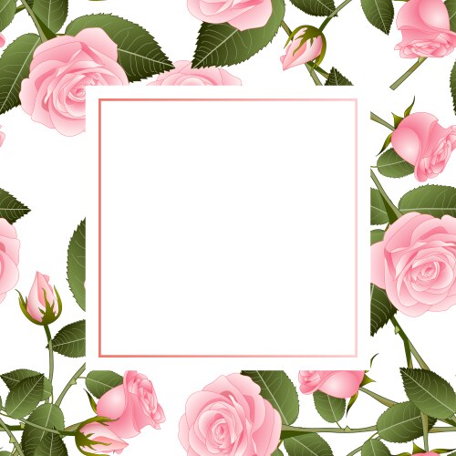 Pink rose banner Royalty Free Vector Image - VectorStock