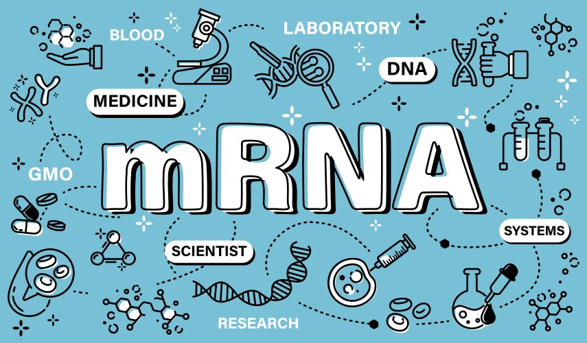 Types of rna trna mrna and rrna Royalty Free Vector Image