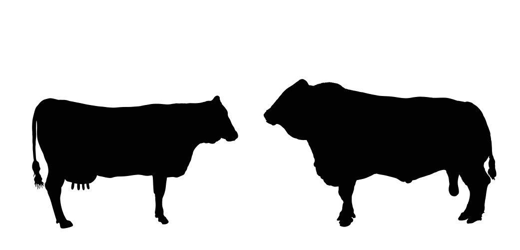 Simmental cow and bull couple Royalty Free Vector Image