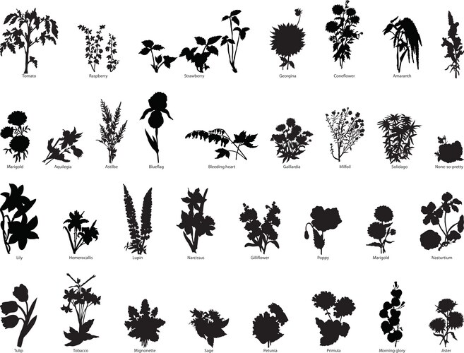 Free Plants Vector Images (over 54,000)
