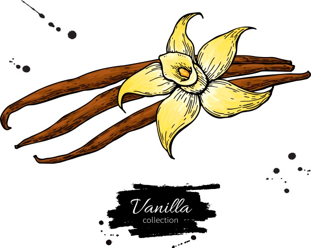 Vanilla flower and bean stick drawing hand Vector Image