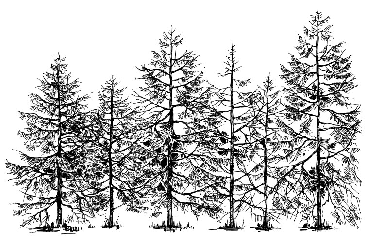 Forest Border Vector Images (over 24,000)