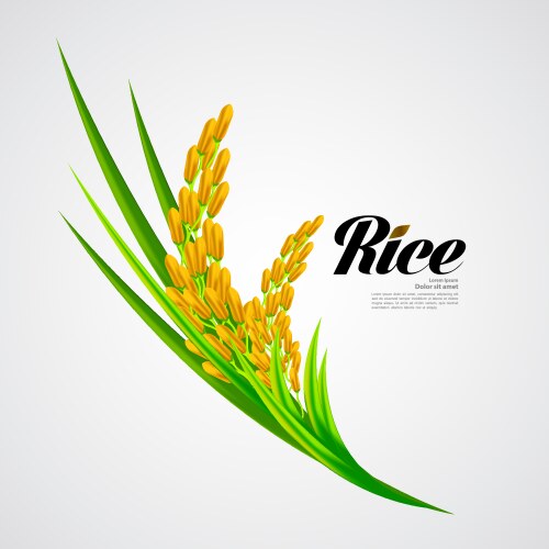 Rice background Royalty Free Vector Image - VectorStock
