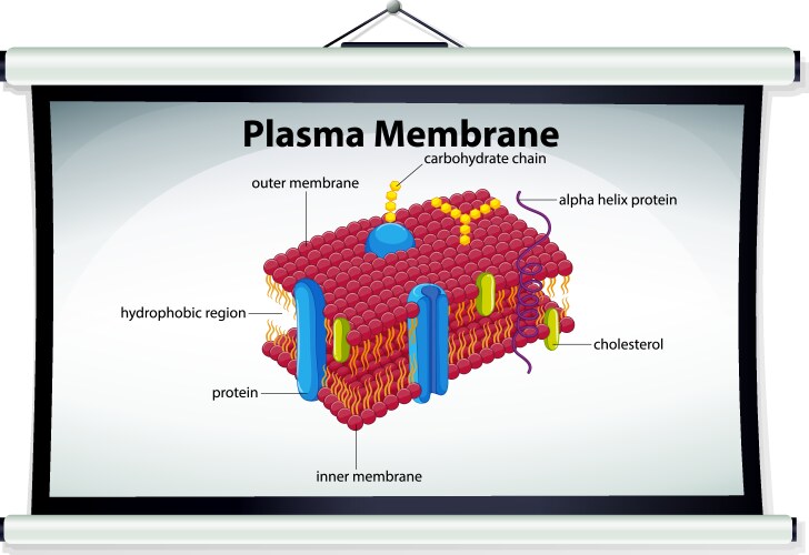 Cell membrane Royalty Free Vector Image - VectorStock