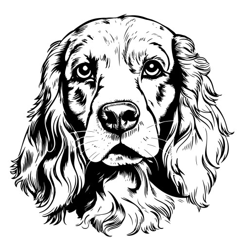 Cocker Spaniel Vector Images (over 1,600)
