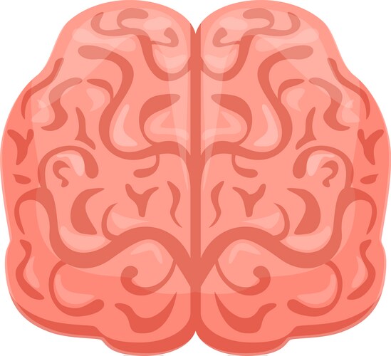 Brain Front View Vector Images (over 370)
