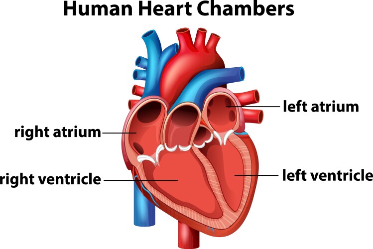 Human Heart Anatomy Diagram - Chambers & Labels – Royalty-Free Vector ...