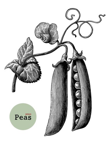 Peas Vector Images (over 26,000)