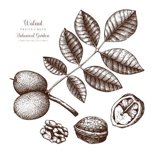 Walnut Vector Images (over 11,000)