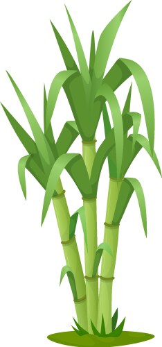 Plant of sugar cane Royalty Free Vector Image - VectorStock