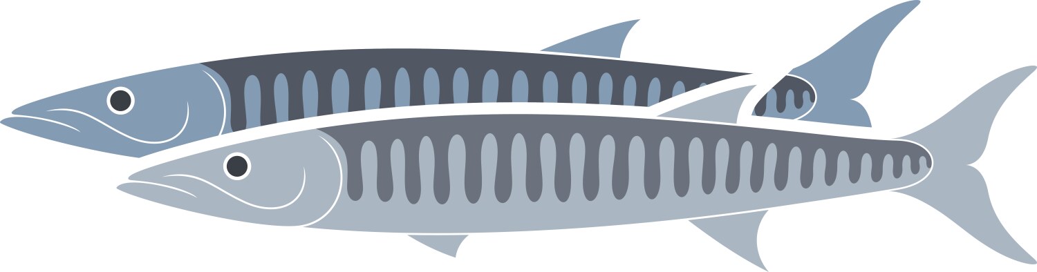 Barracuda Animation Vector Images (over 280)