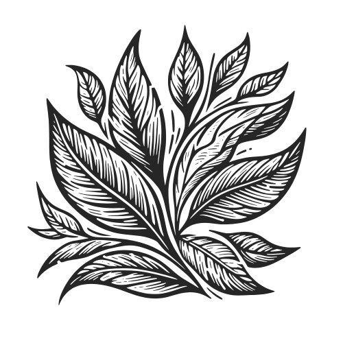 Tea branch engraving line art Royalty Free Vector Image