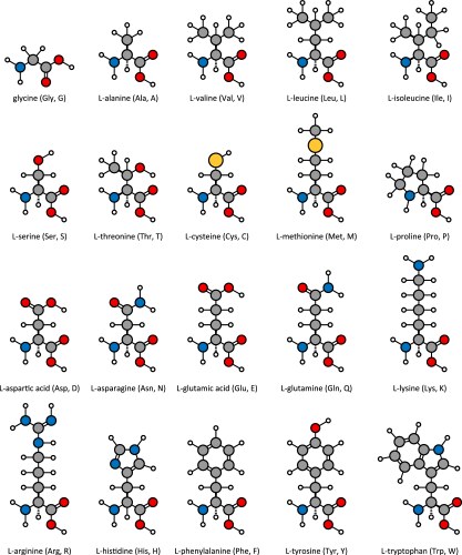 Alanine chemical structure and model Royalty Free Vector