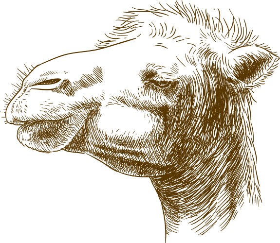 Camel Vector Images (over 19,000)