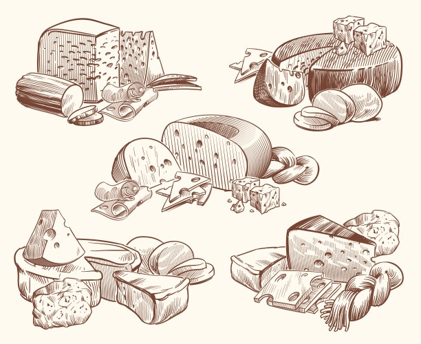 Drawing cheese sketch ingredients vintage dairy Vector Image