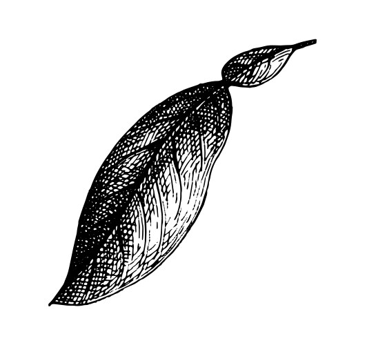 Bergamot engraved sketch ink hand drawn Royalty Free Vector