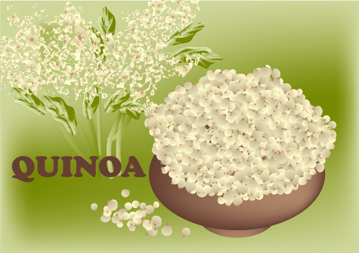 Quinoa Vector Images (over 1,300)