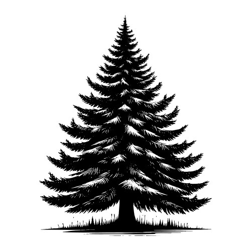 Conifer tree silhouette Royalty Free Vector Image