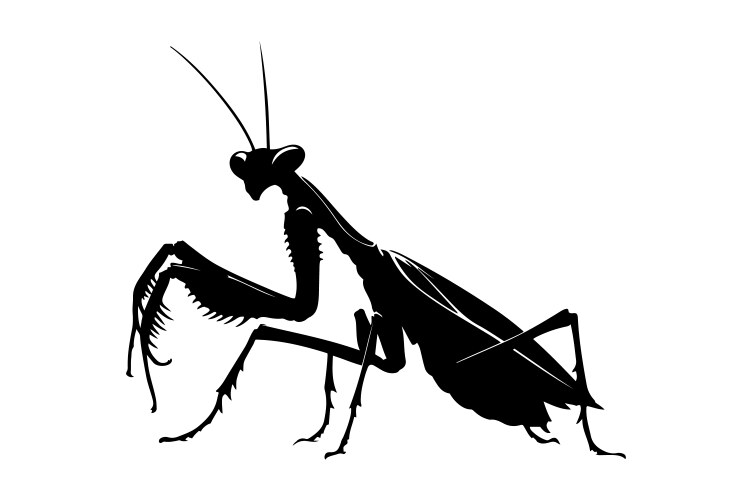 Mantis Silhouette Vector Images (over 430)