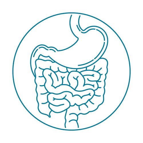 Human hand-drawn digestive system Royalty Free Vector Image