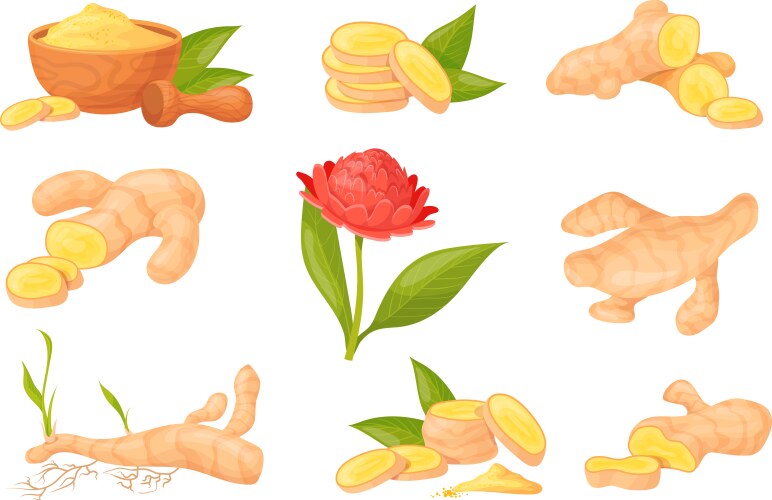 Ginger Vector Images (over 33,000)