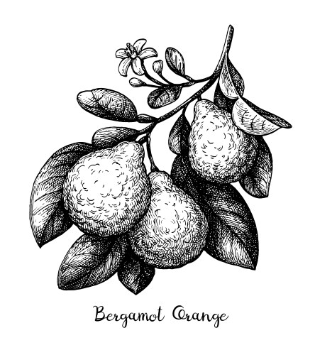 Bergamot engraved sketch ink hand drawn Royalty Free Vector