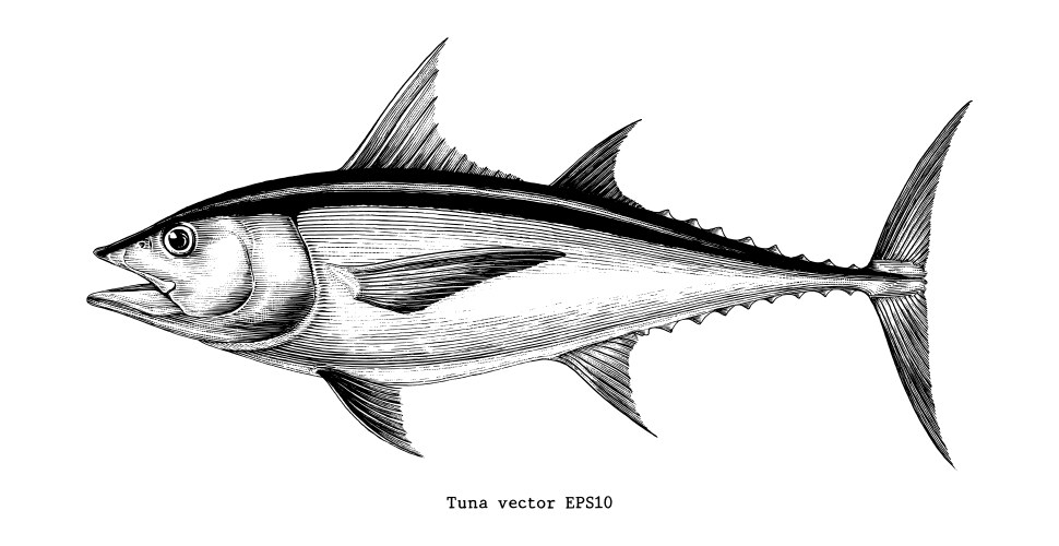 Tuna Vector Images & Graphics for Commercial Use | VectorStock