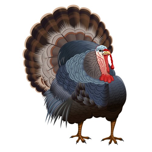 Wild turkey done in retro style Royalty Free Vector Image
