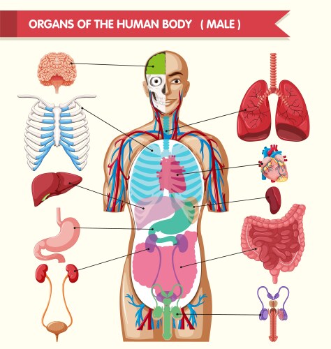 Human internal organs infographic poster Vector Image