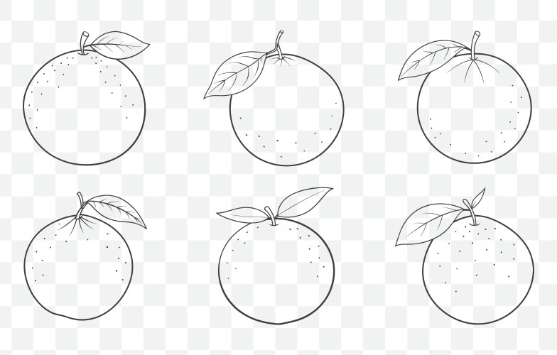 Grapefruit Drawing Vector Images (over 2,700)