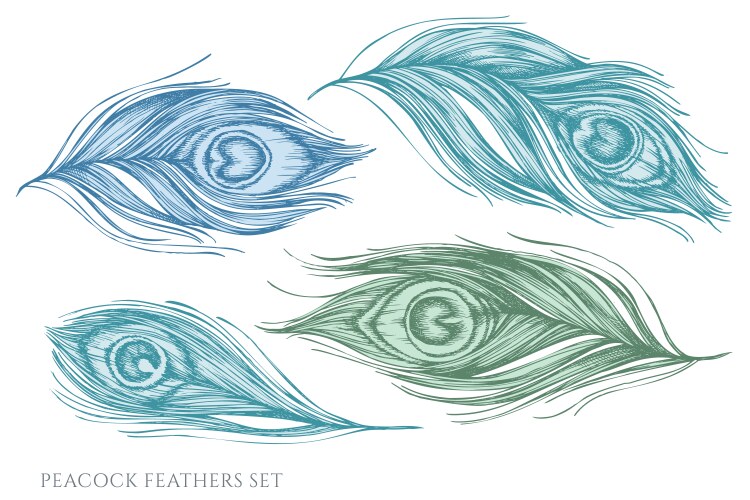Peacock Eye Vector Images (over 650)