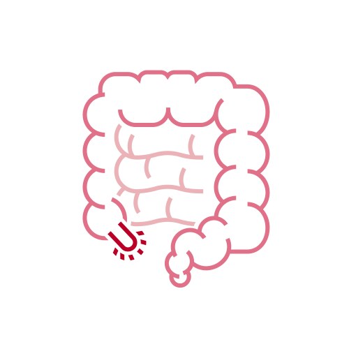 Appendix Vector Images & Graphics for Commercial Use | VectorStock