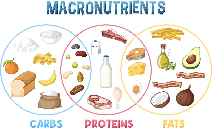 Four food groups Royalty Free Vector Image - VectorStock