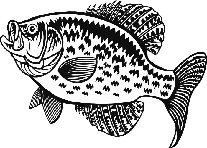 Freshwater Fish Drawing Vector Images (over 3,500)