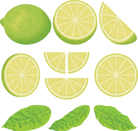 Lime Vector Images (over 240,000)