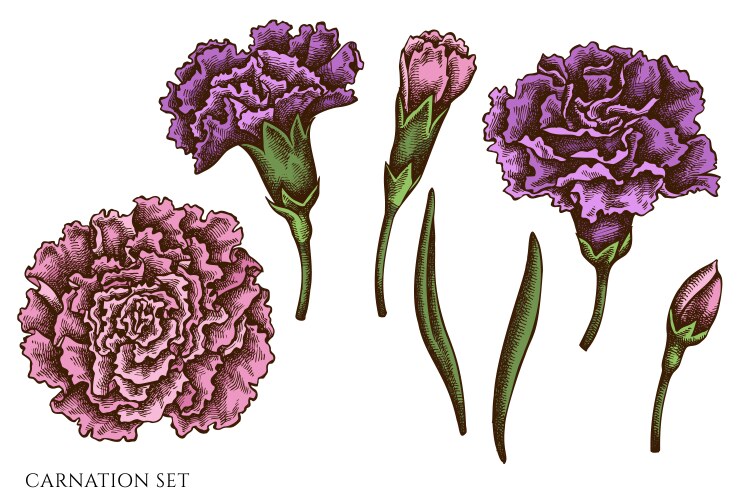 Carnation Vector Images (over 5,100)