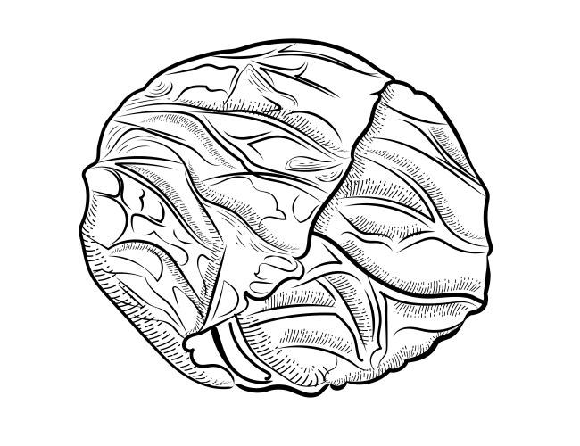 Whole cabbage vegetable outline style for drawing Vector Image