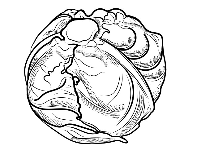 Whole cabbage vegetable outline style for drawing Vector Image