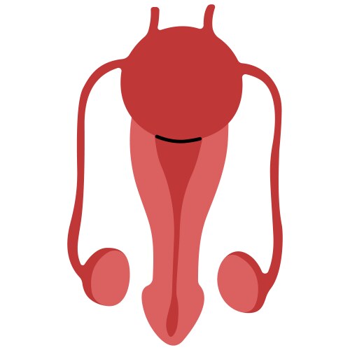 Female reproductive system Royalty Free Vector Image