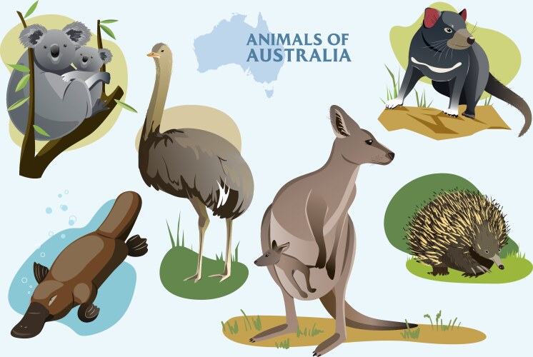 Set of australian animals and birds wild Vector Image