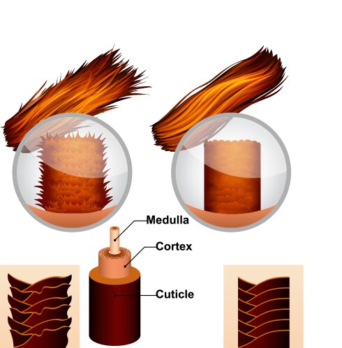 Hair Structure Vector Images (over 3,200)