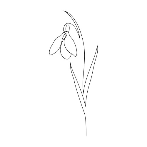 Snowdrop Line Drawing Vector Images (over 370)