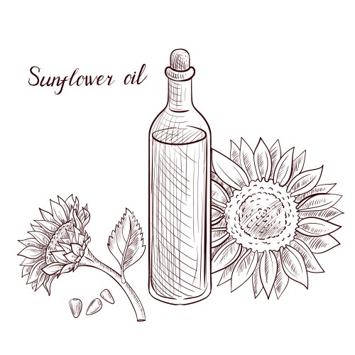 Drawing flax plant Royalty Free Vector Image - VectorStock